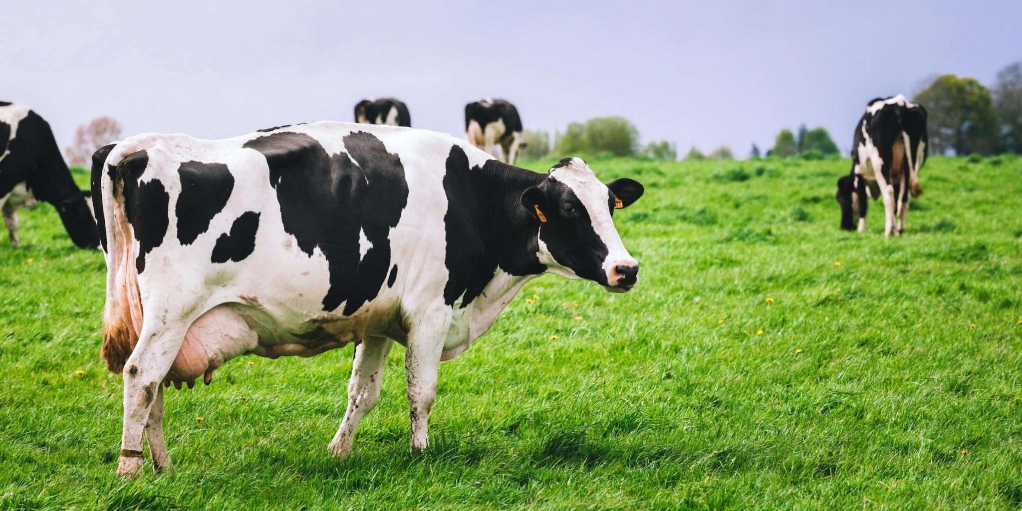 Where Can I Find Raw Milk Near Me? - The Homesteading RD