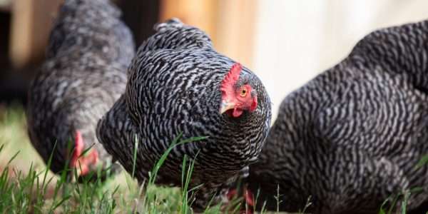 Why You Should Raise Red Ranger Chickens - The Homesteading RD