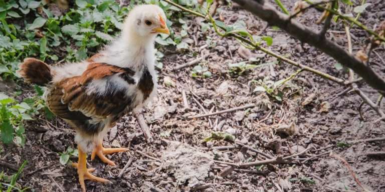 Why You Should Raise Red Ranger Chickens - The Homesteading RD