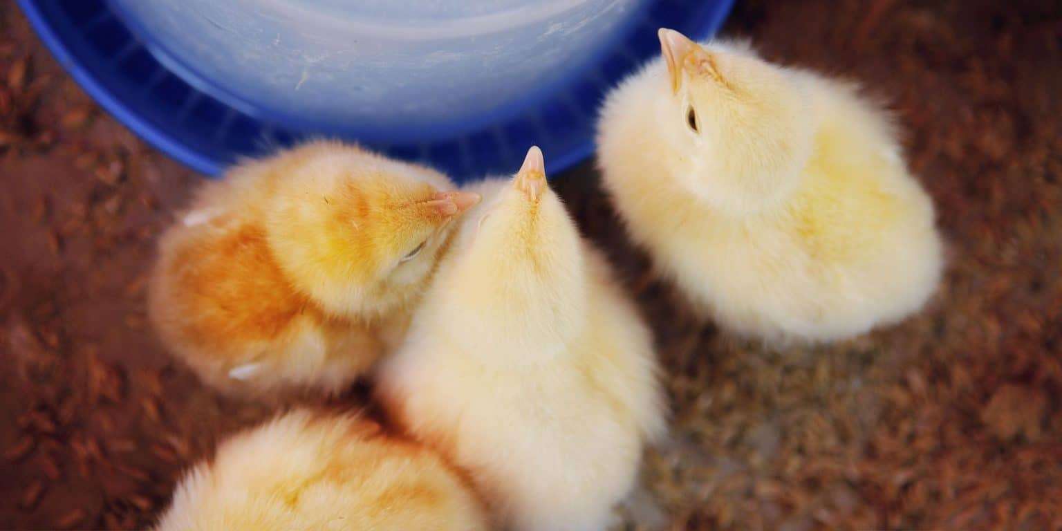 Raising Baby Chicks – A Beginner’s Guide