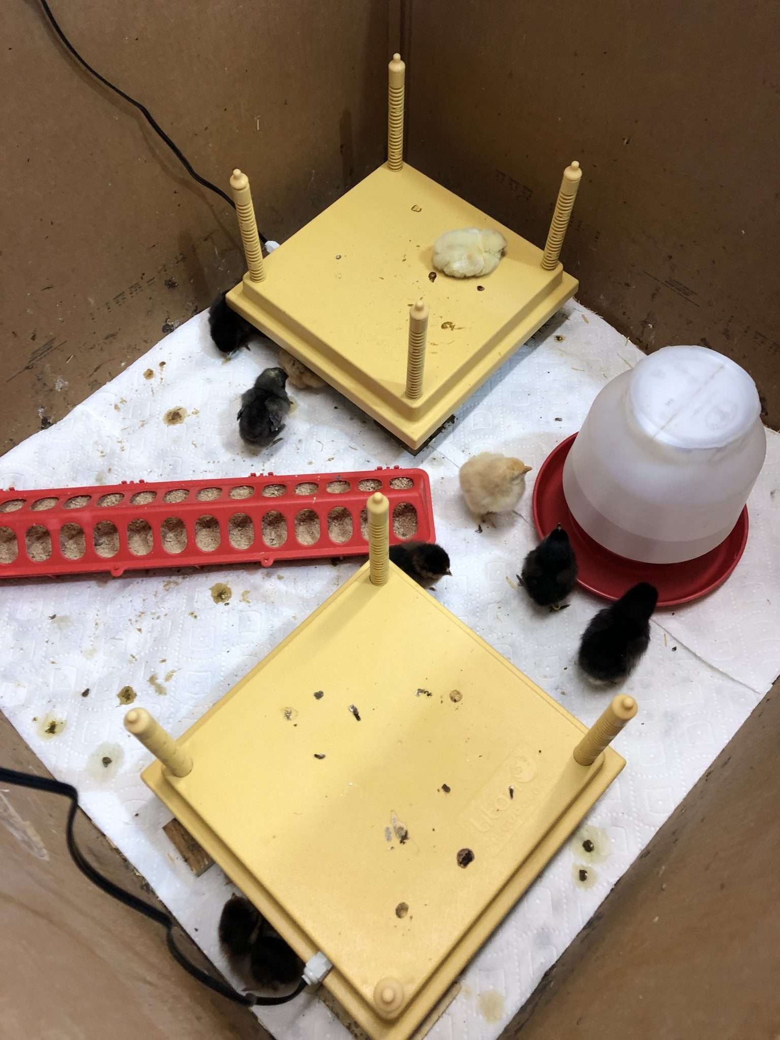 Brooding in Poultry – Everything You Need to Know!