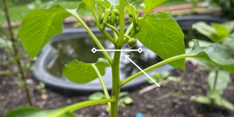 Topping Pepper Plants – Should You Do It?