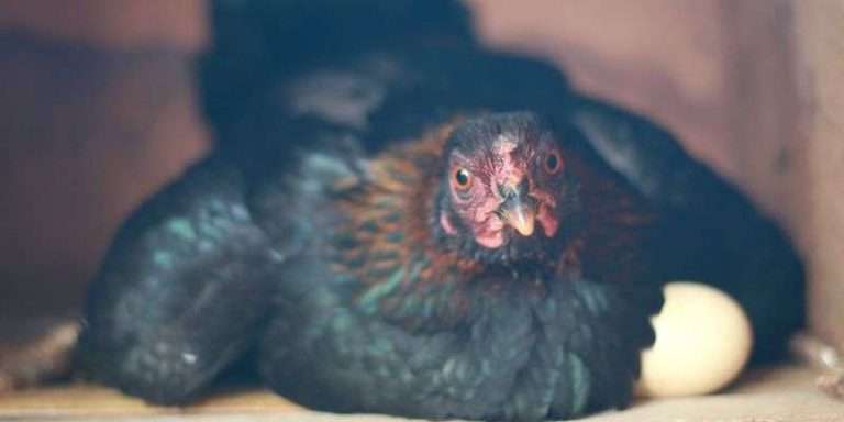 Ultimate Guide to Chicken Nesting Box Size