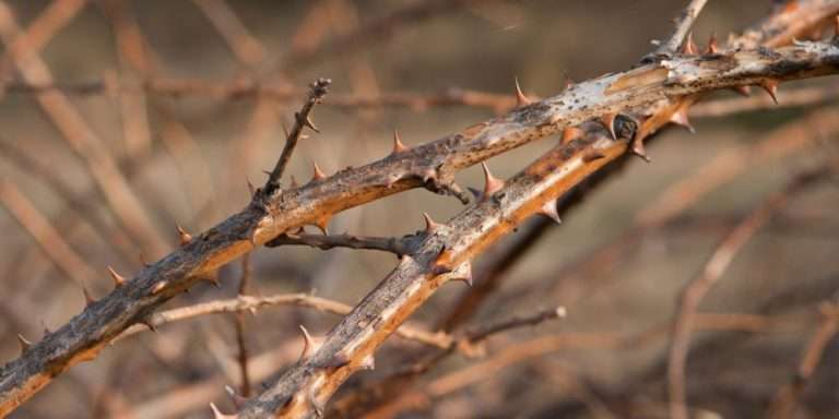 Bumblefoot in Chickens – Causes, Treatment & Prevention
