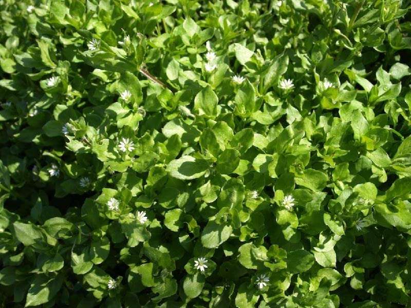Soothing Chickweed Salve Recipe