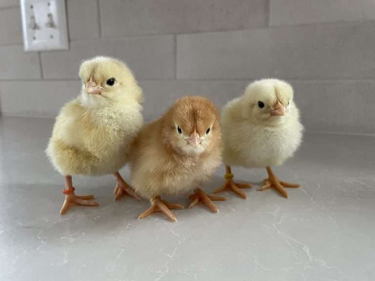 How to Care for Chickens: A Beginners Guide