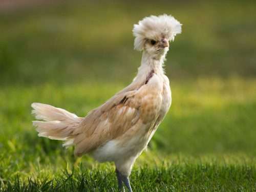 How to Care for Chickens: A Beginners Guide