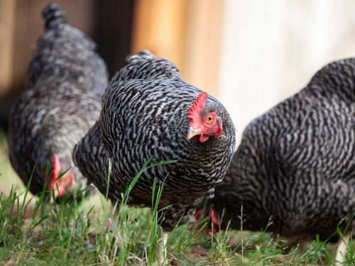 How to Care for Chickens: A Beginners Guide