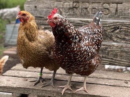 How to Care for Chickens: A Beginners Guide