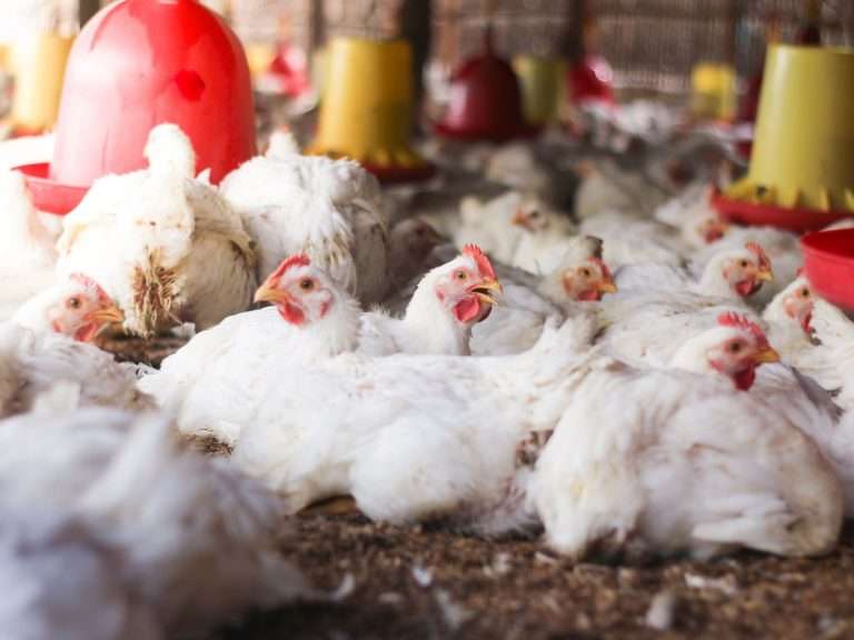 The 7 Best Meat Chickens for Your Homestead