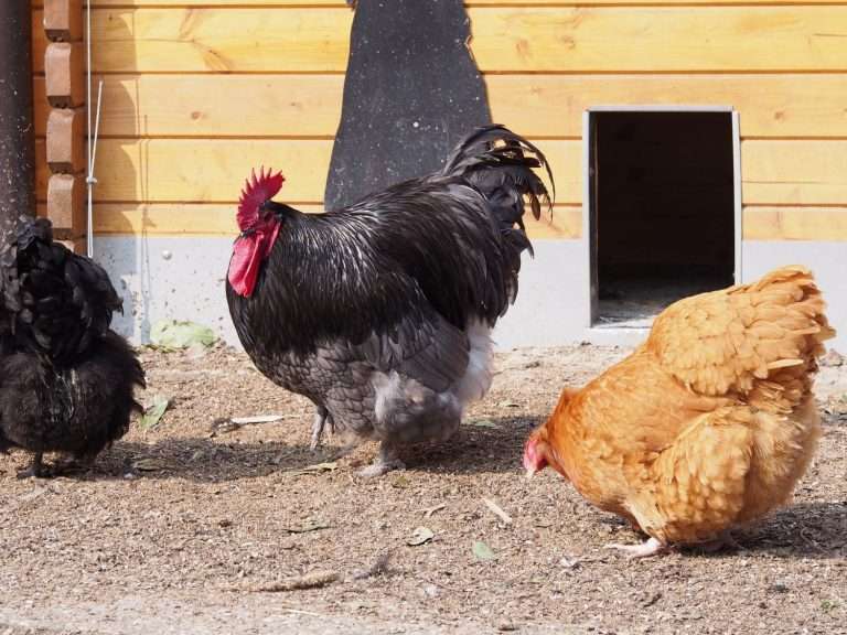 The 7 Best Meat Chickens for Your Homestead