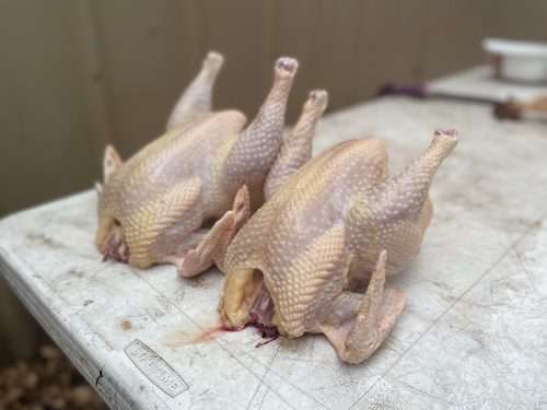 The 7 Best Meat Chickens for Your Homestead