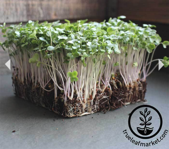 How to Grow Broccoli Microgreens: A Complete Guide