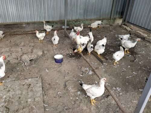 Ultimate Guide to Chicken Coop Flooring