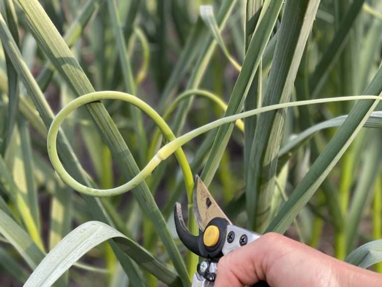 When to Harvest Garlic Scapes (& How to Do It!)