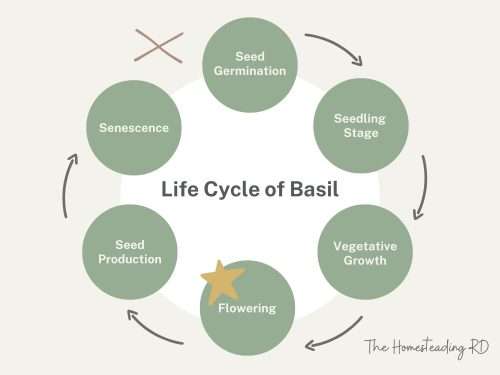 Basil Plant Flowering? Here’s What to Do About It