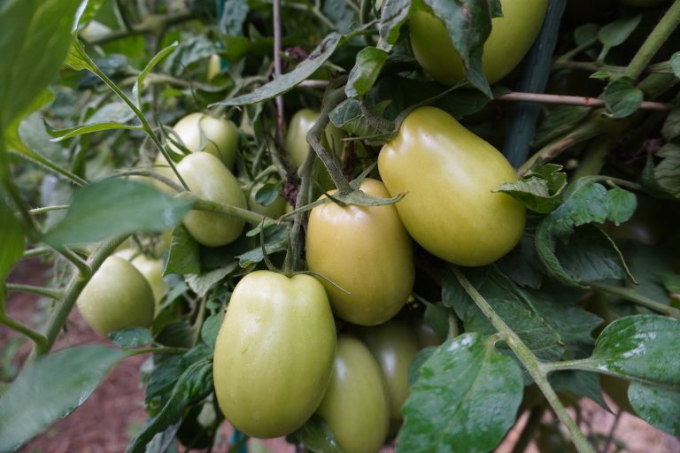 Topping Tomato Plants (Why, When & How to Do It)