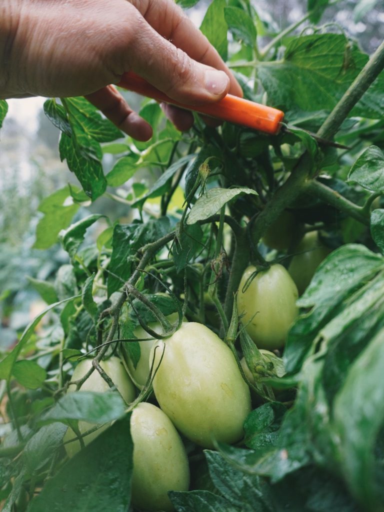 Topping Tomato Plants (Why, When & How to Do It)