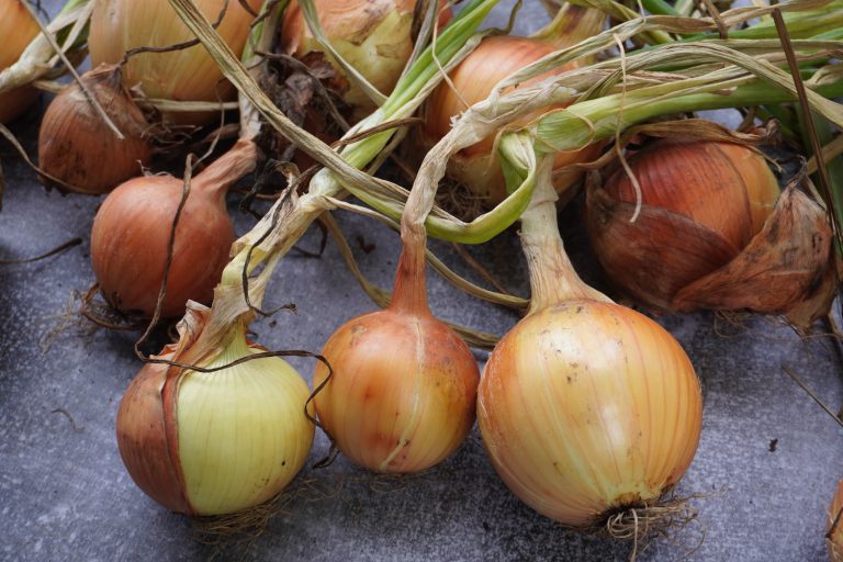 How to Braid Onions for Long-Term Storage
