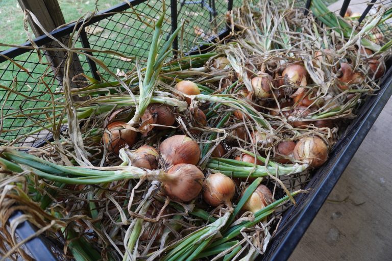 How to Braid Onions for Long-Term Storage