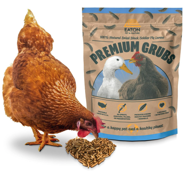 Do Chickens Eat Meat? Is It Safe? - The Homesteading RD