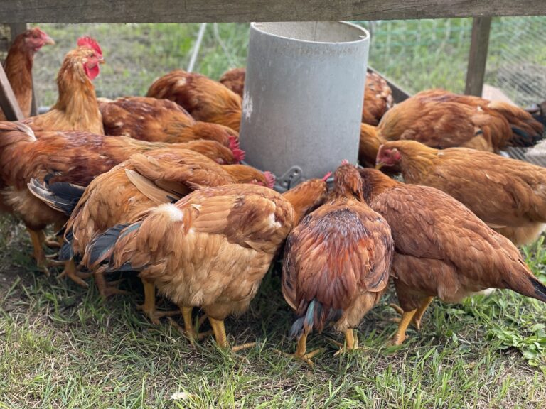 Why You Should Raise Ranger Meat Chickens
