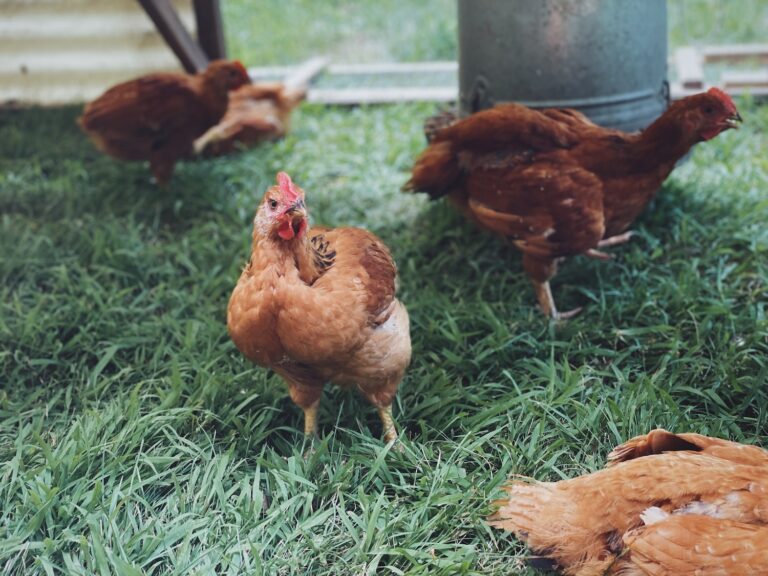 Why You Should Raise Ranger Meat Chickens