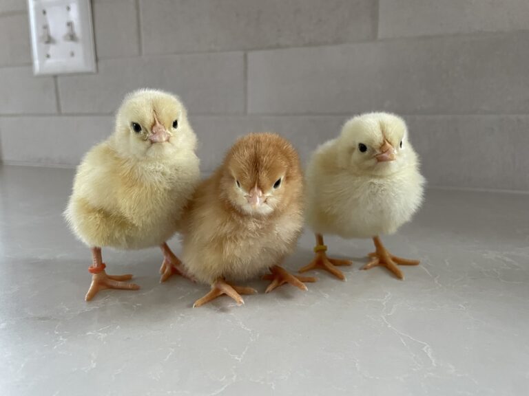 Raising Baby Chicks – A Beginner’s Guide