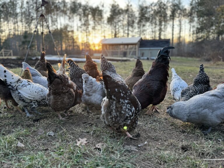 Don’t Feed These Foods to Your Chickens!