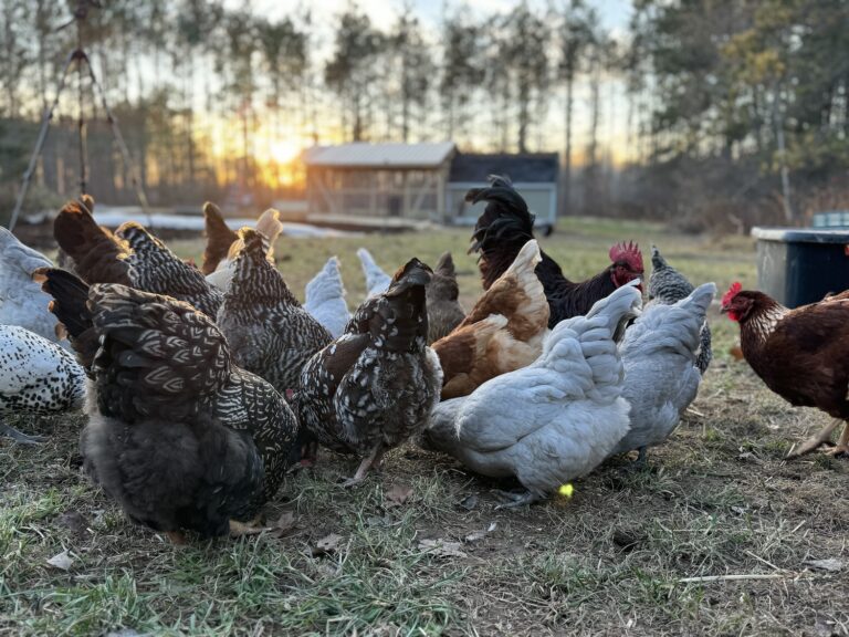 How to Predator Proof Your Chicken Coop