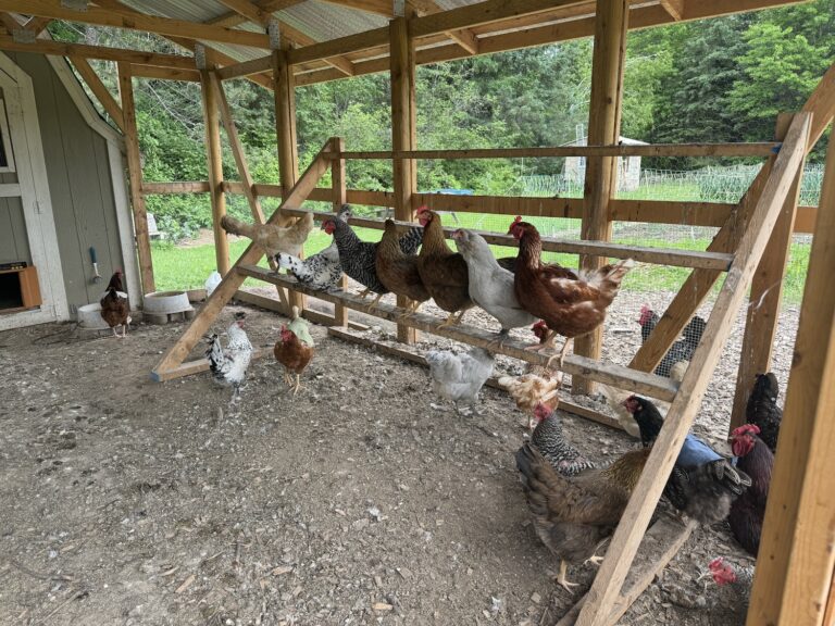 How to Build a Covered Chicken Run (Step-By-Step!)