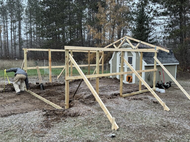 How to Build a Covered Chicken Run (Step-By-Step!)