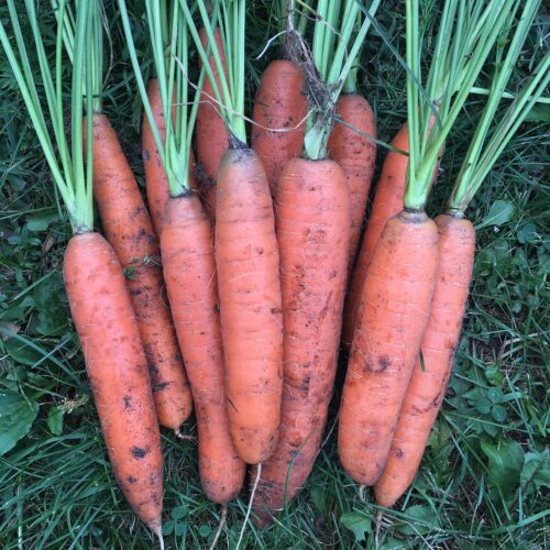 15 Vegetables (and Herbs) That Grow in Shade