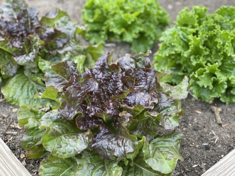 15 Vegetables (and Herbs) That Grow in Shade