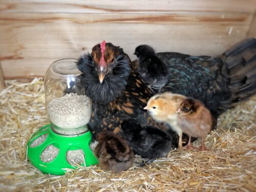 Broody Hen Management – A Beginner’s Guide