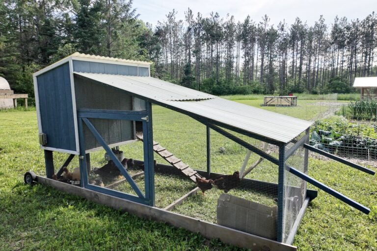 Broody Hen Management – A Beginner’s Guide