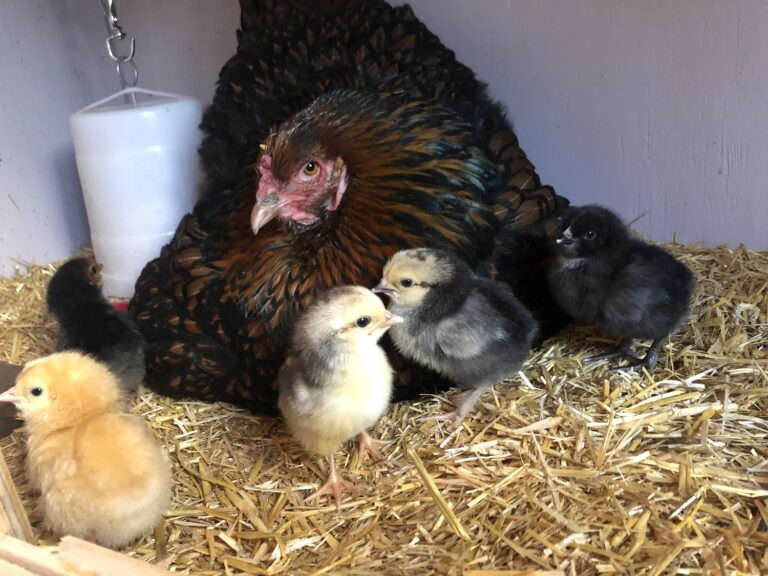 Broody Hen Management – A Beginner’s Guide