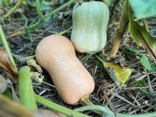 When to Harvest Butternut Squash