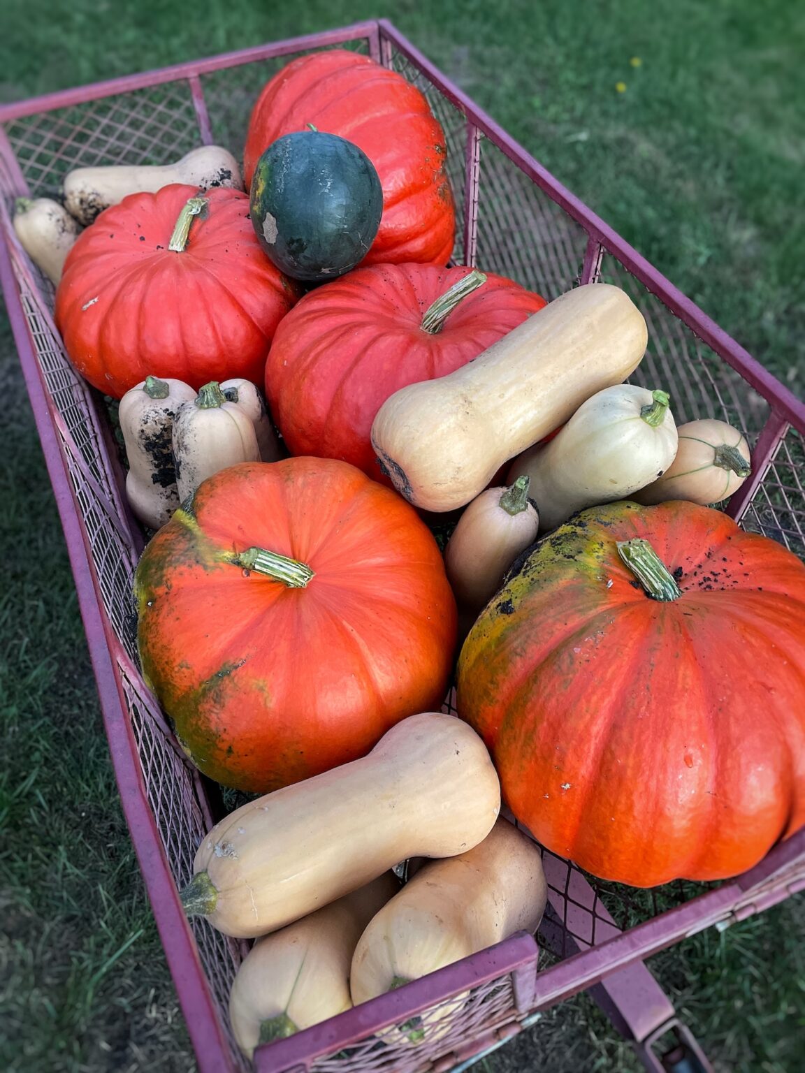 When to Harvest Butternut Squash
