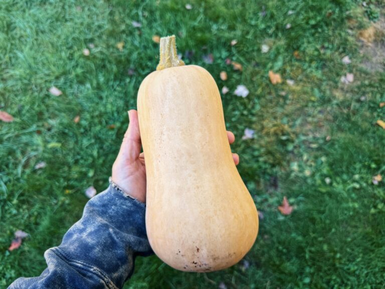 When to Harvest Butternut Squash