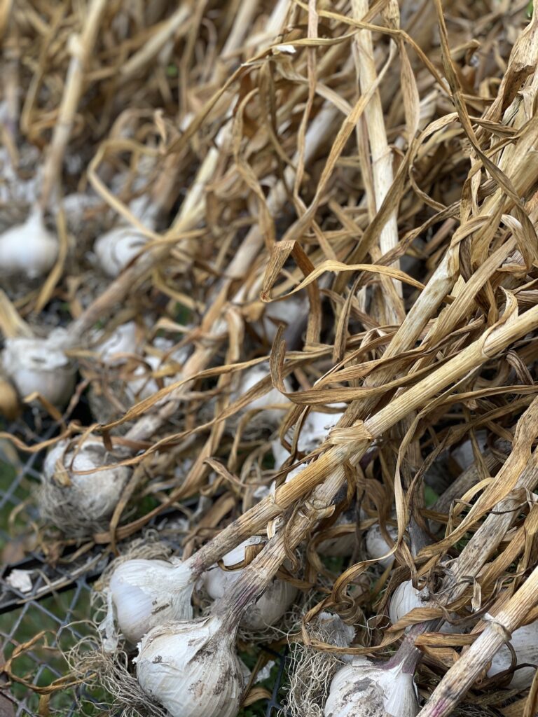 How to Plant, Grow, and Harvest Garlic