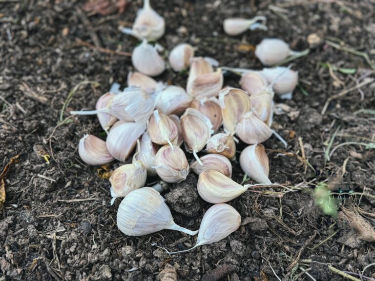How to Plant, Grow, and Harvest Garlic