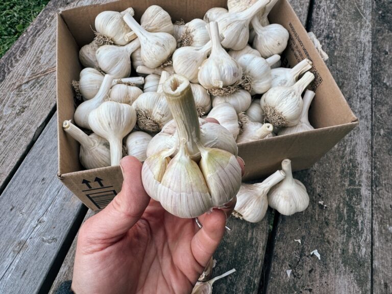How to Plant, Grow, and Harvest Garlic