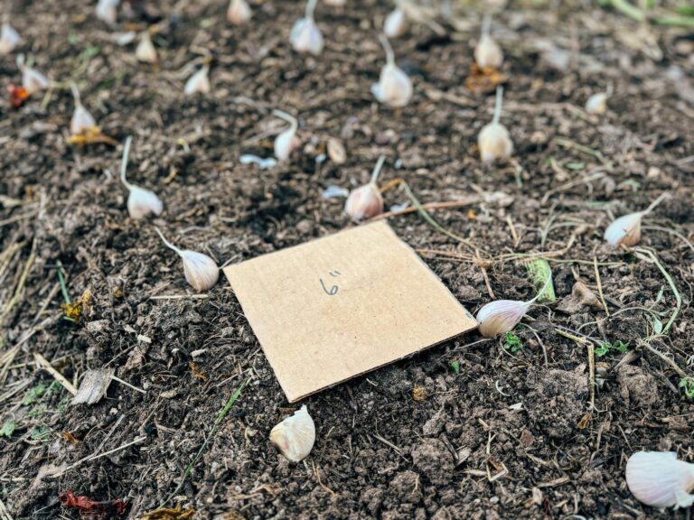 How to Plant, Grow, and Harvest Garlic